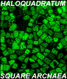 HALOQUADRATUM_COVER2 – Haloarchaea